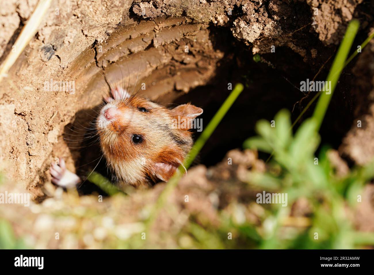 Mannheim, Germany. 22nd May, 2023. A field hamster (Cricetus cricetus ...