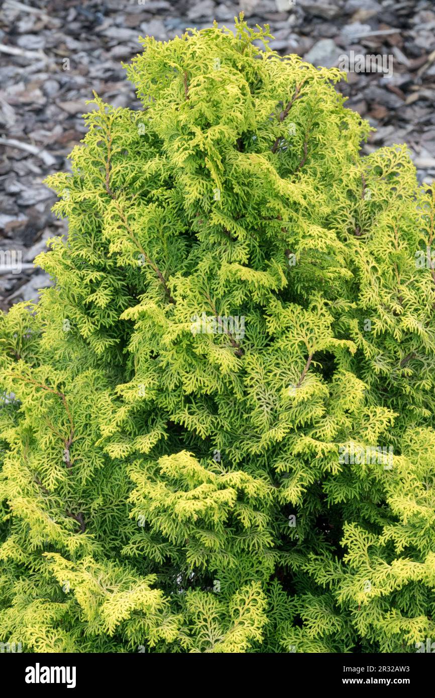 Japanese Cypress, Hinoki Cypress "Spirited", Chamaecyparis obtusa ...
