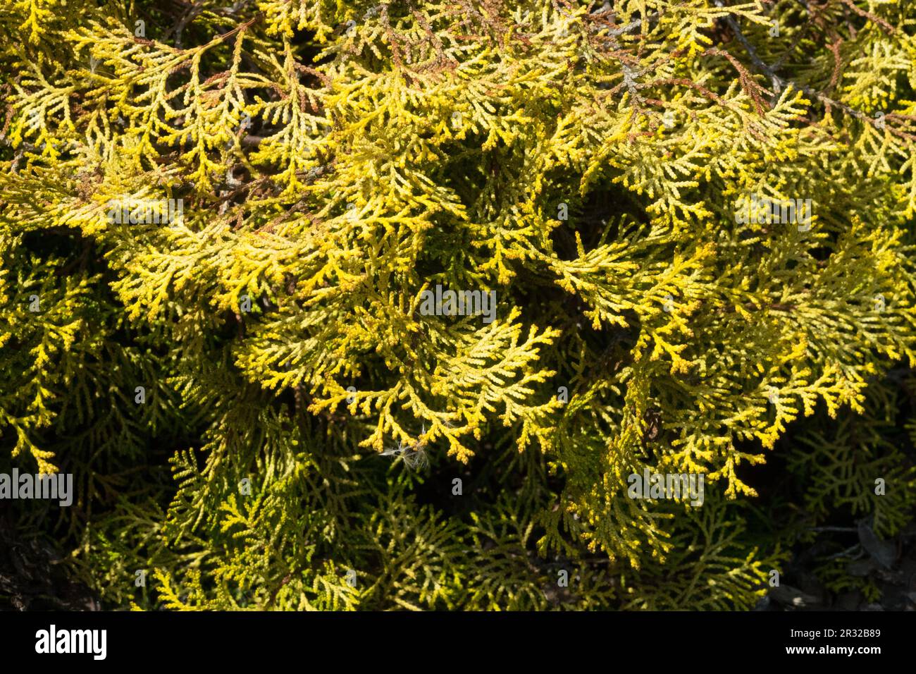 Japanese hinoki cypress false hi-res stock photography and images - Alamy