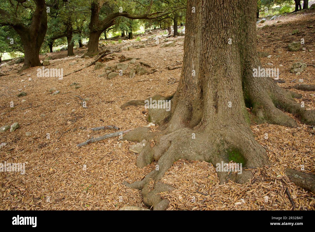 Hojas de encina hi-res stock photography and images - Alamy