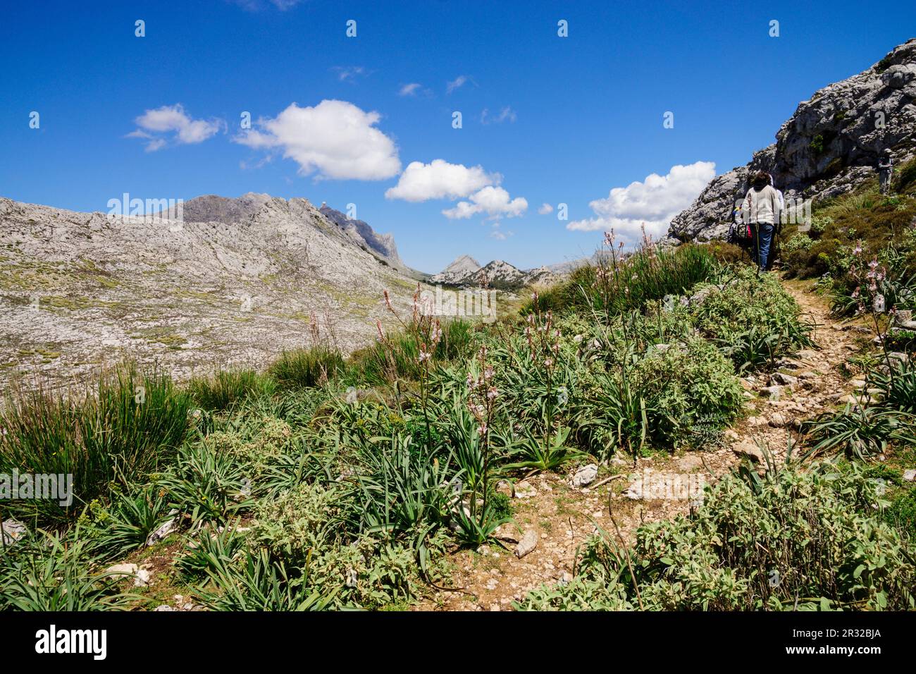 Silueta de color hi-res stock photography and images - Alamy