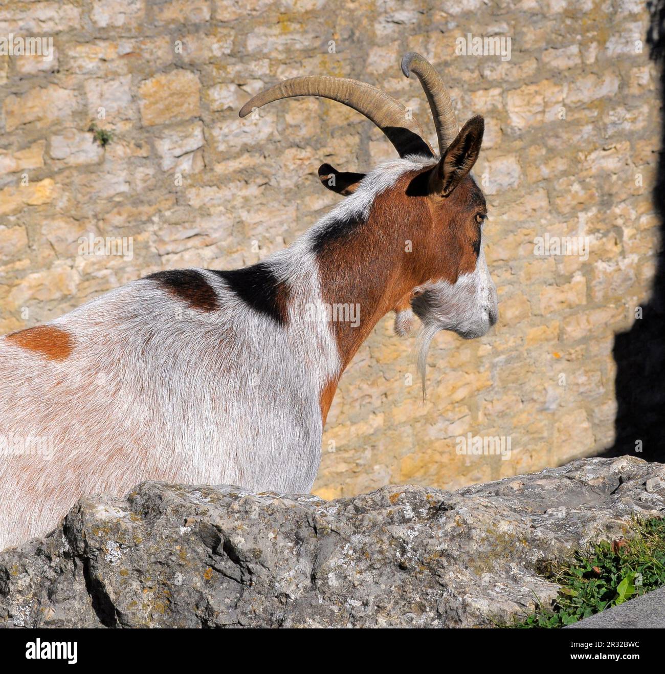 House goat (Capra aegagrus hircus Stock Photo - Alamy