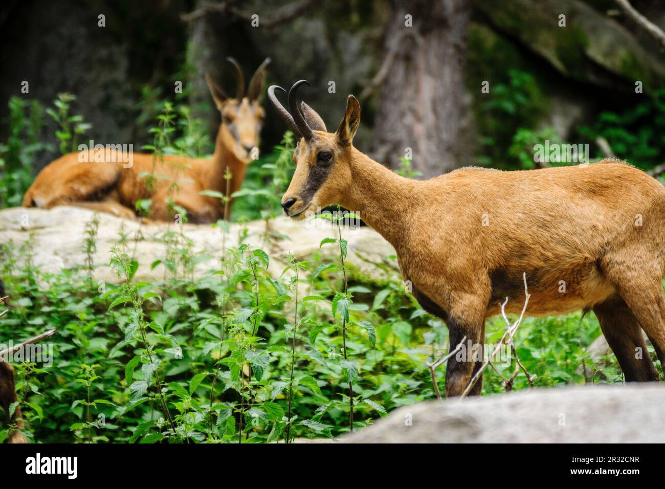 Conservación animal hi-res stock photography and images - Alamy