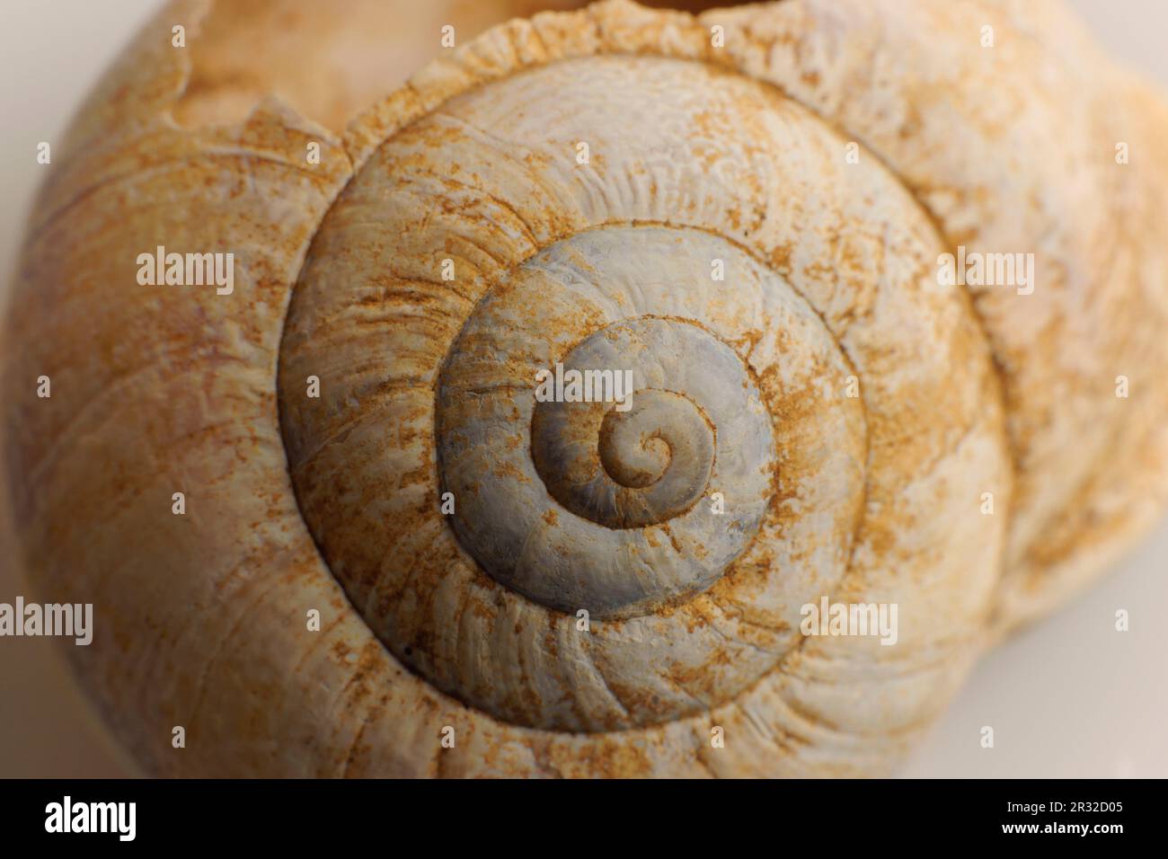 Caracol espiral hi-res stock photography and images - Alamy