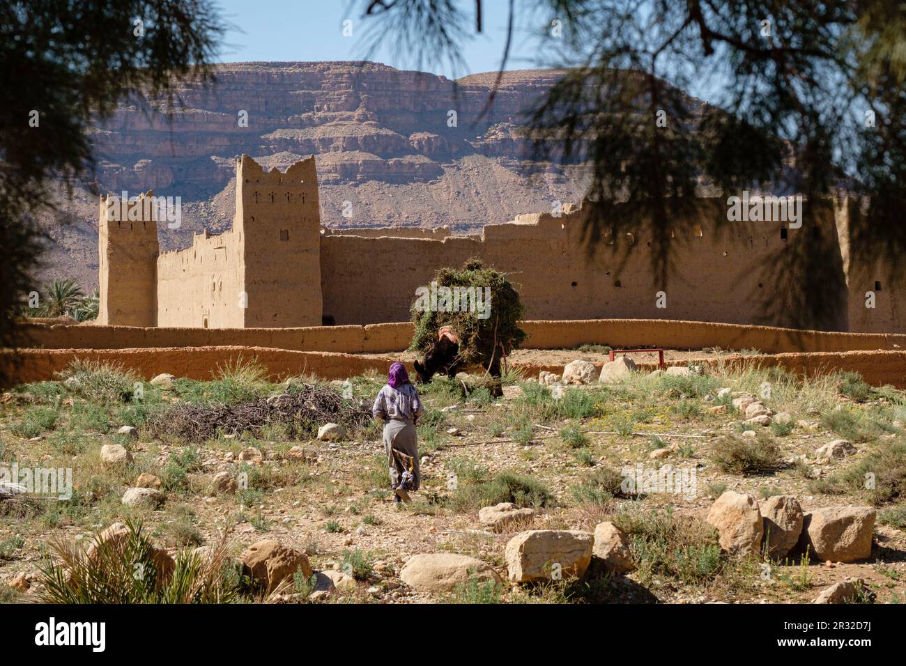 mud and adobe architecture, Ifri kasbah, Ziz river valley, Atlas ...
