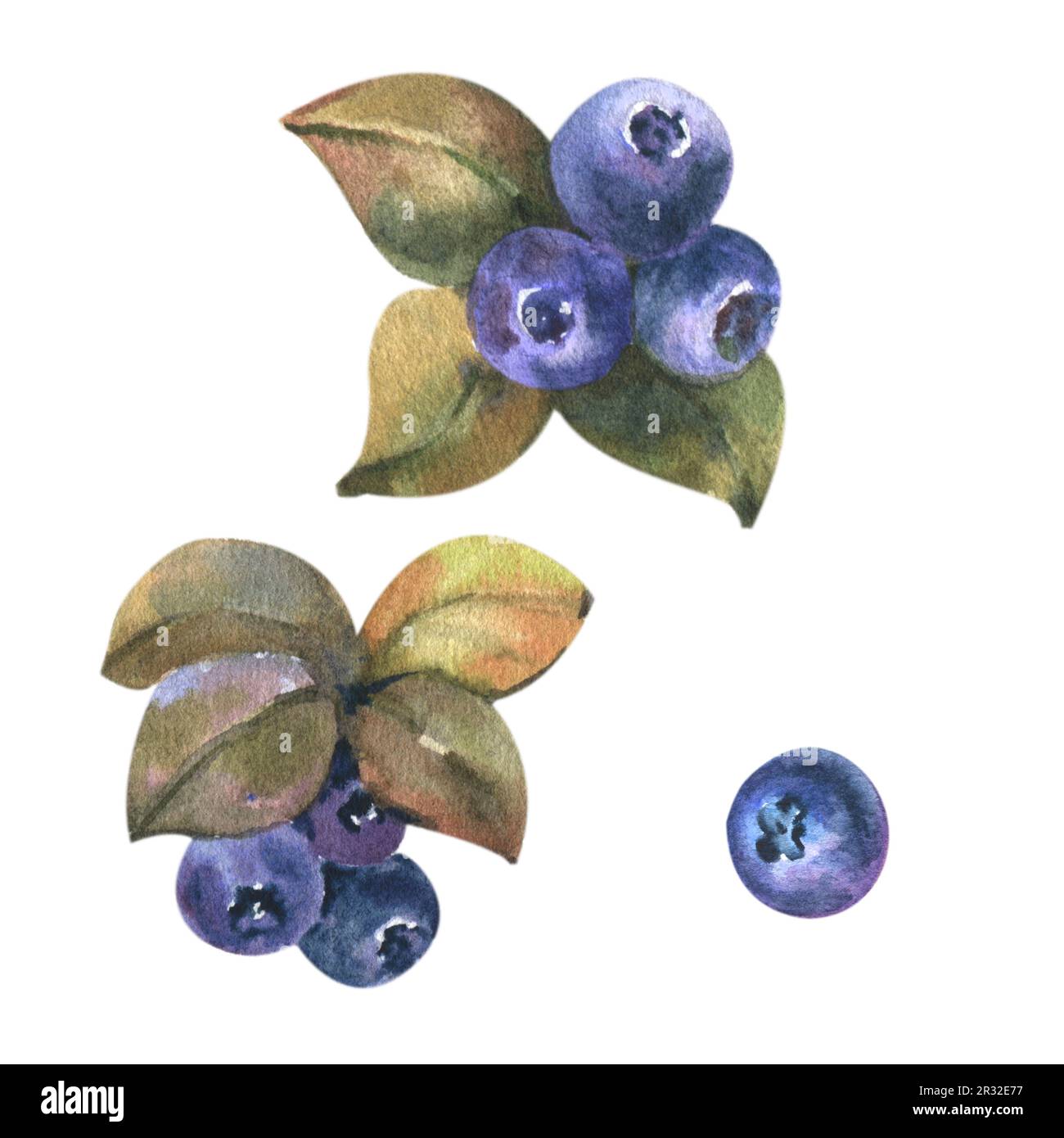 Botanical drawing blueberry hi-res stock photography and images - Alamy