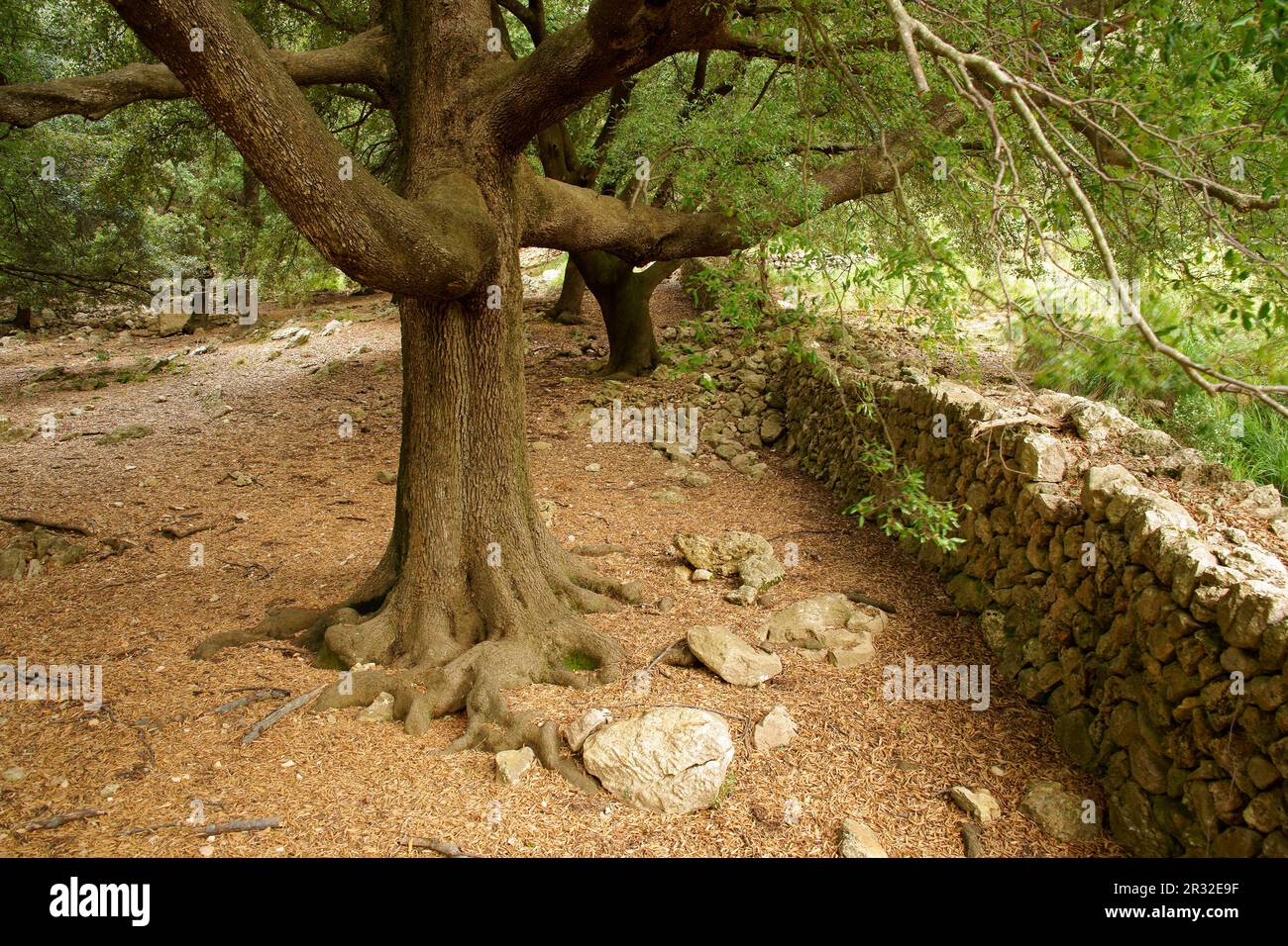 Hojas de quercus hi-res stock photography and images - Alamy