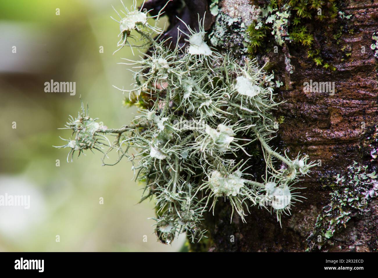 Usnea florida, lichen, tree, tree trunk Stock Photo - Alamy