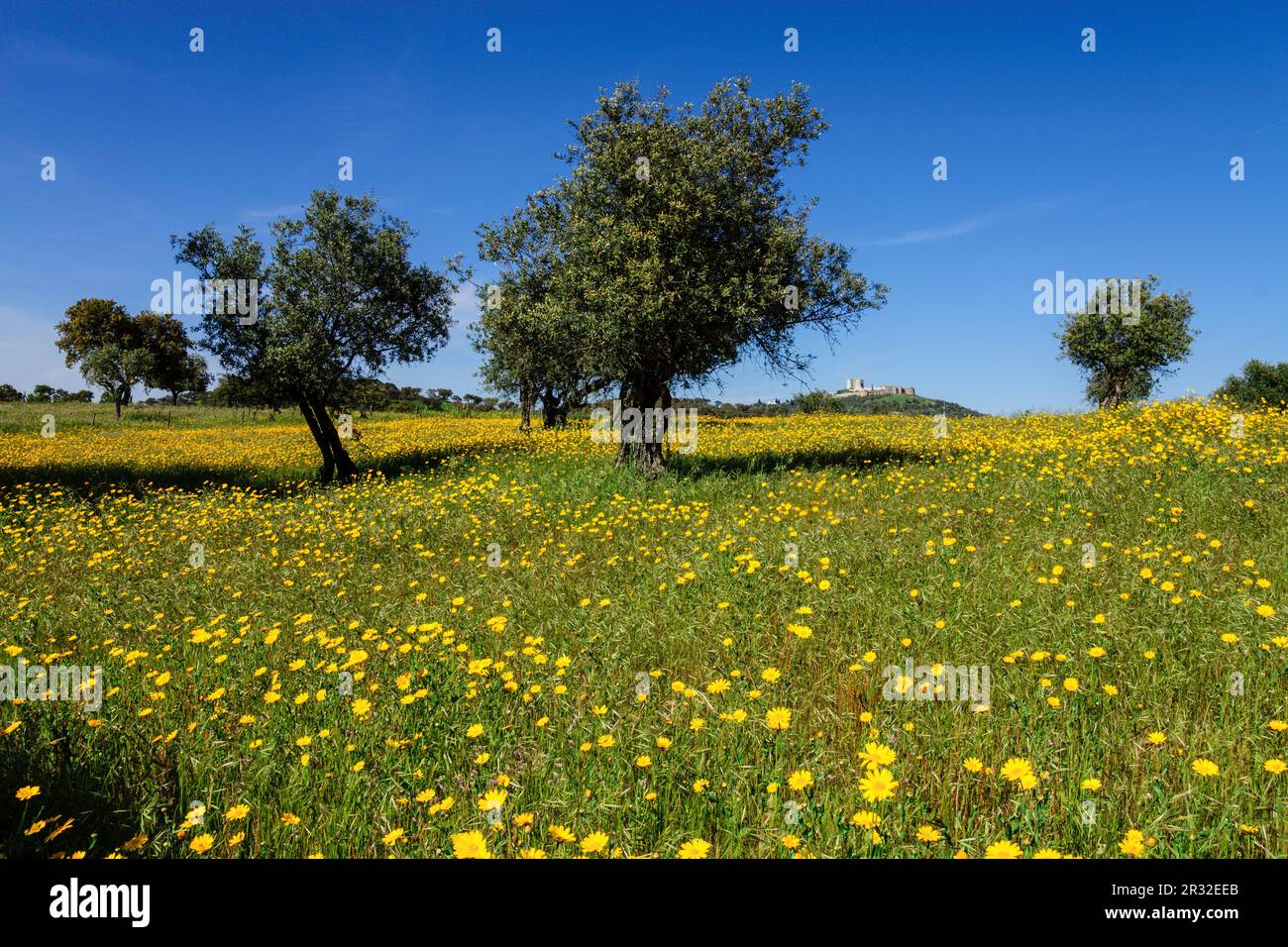 Hojas y vegetacion hi-res stock photography and images - Alamy