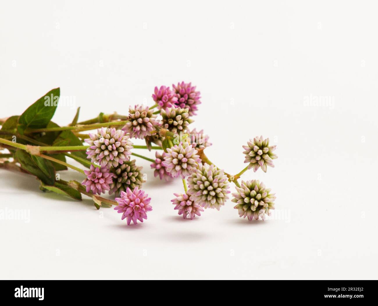 Persicaria capitata, pink head smartweed, pink knotweed on white ...