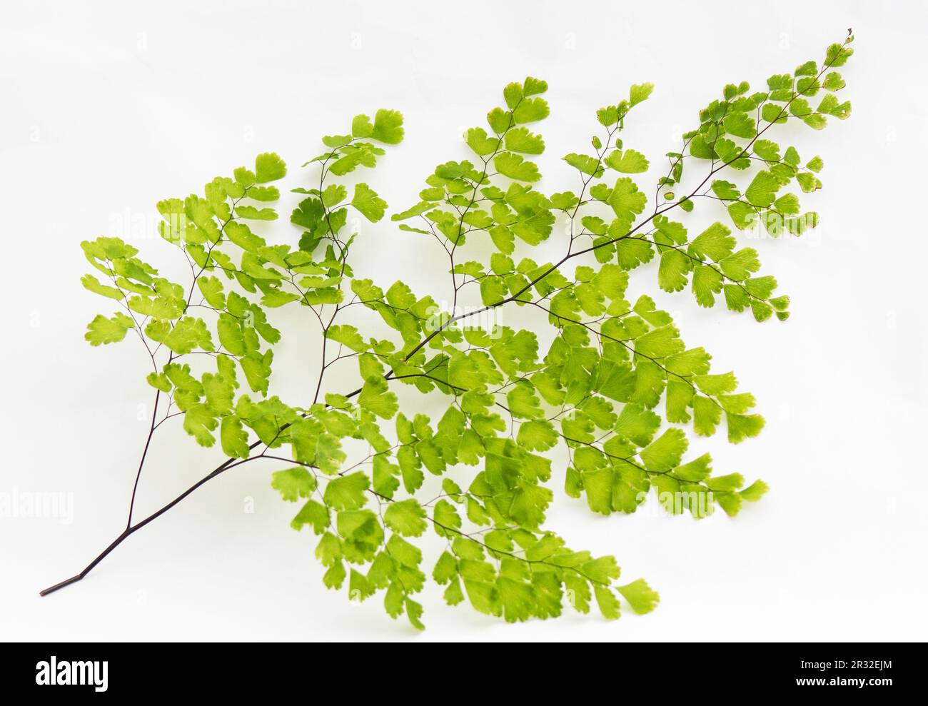 Herba capillorum veneris hi-res stock photography and images - Alamy