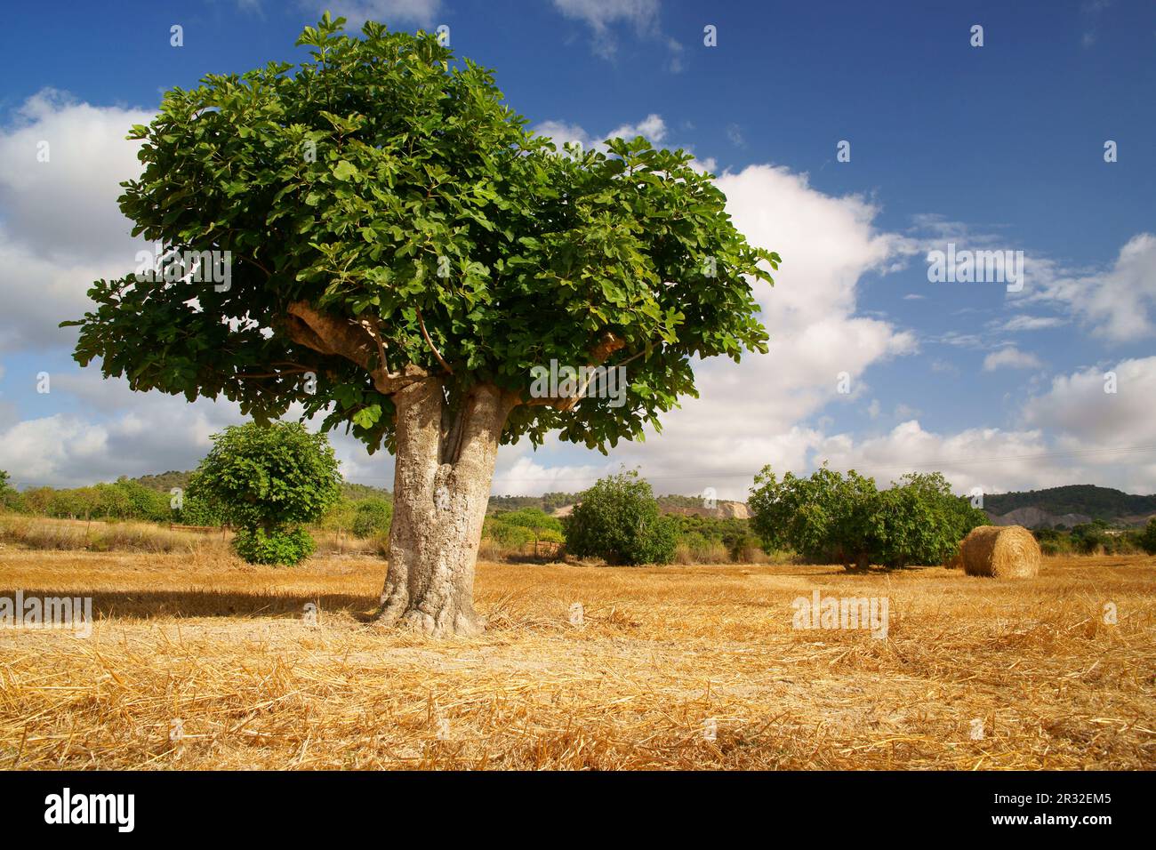 Campo de labor. Porreres.Es Pla.Mallorca.Illes Balears.España Stock ...