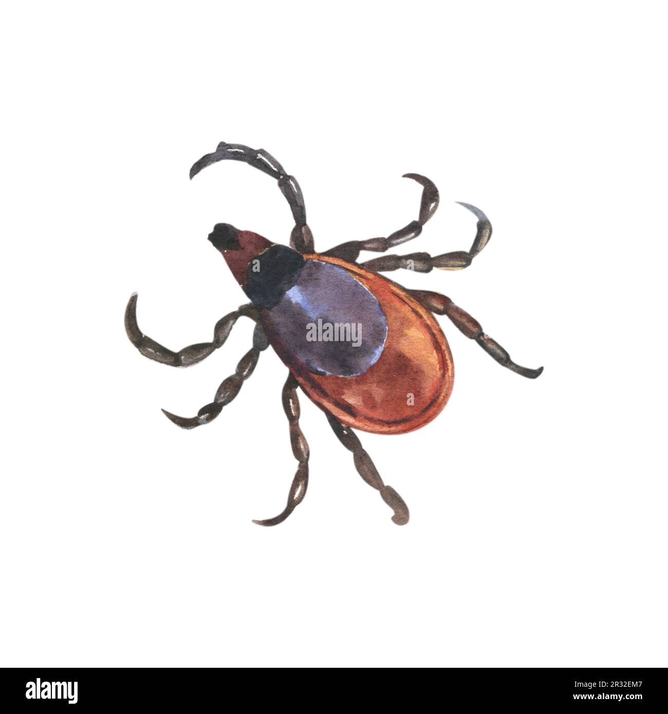 Red european forest mite, parasite insect, infection carrier, Ixodes ...