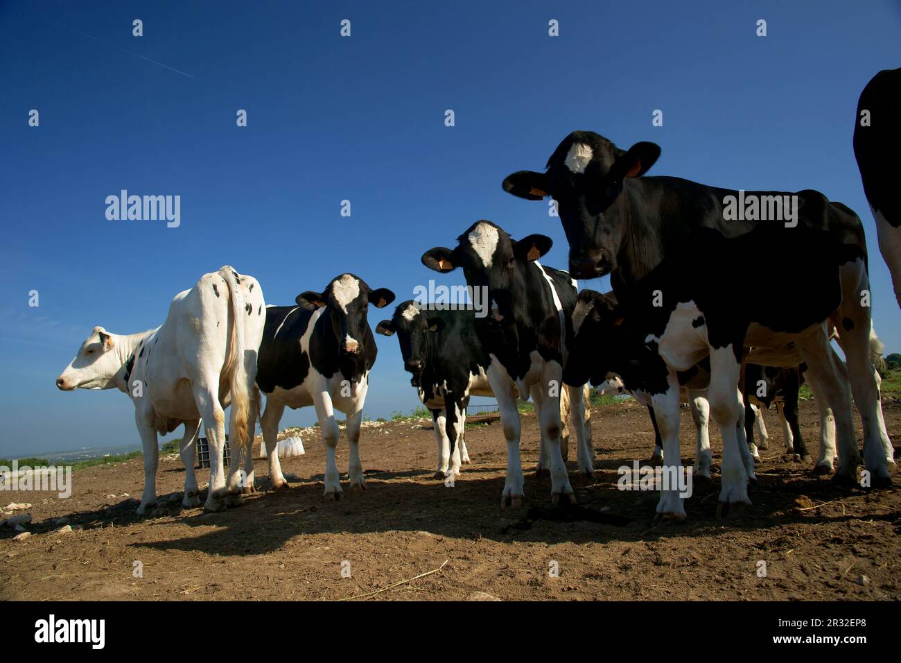 Vacas pintas hi-res stock photography and images - Alamy