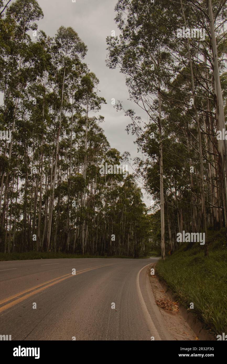 Forested journey hi-res stock photography and images - Alamy