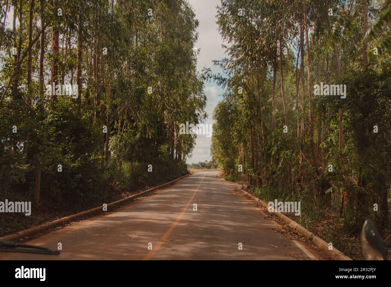 path through the woods Stock Photo - Alamy