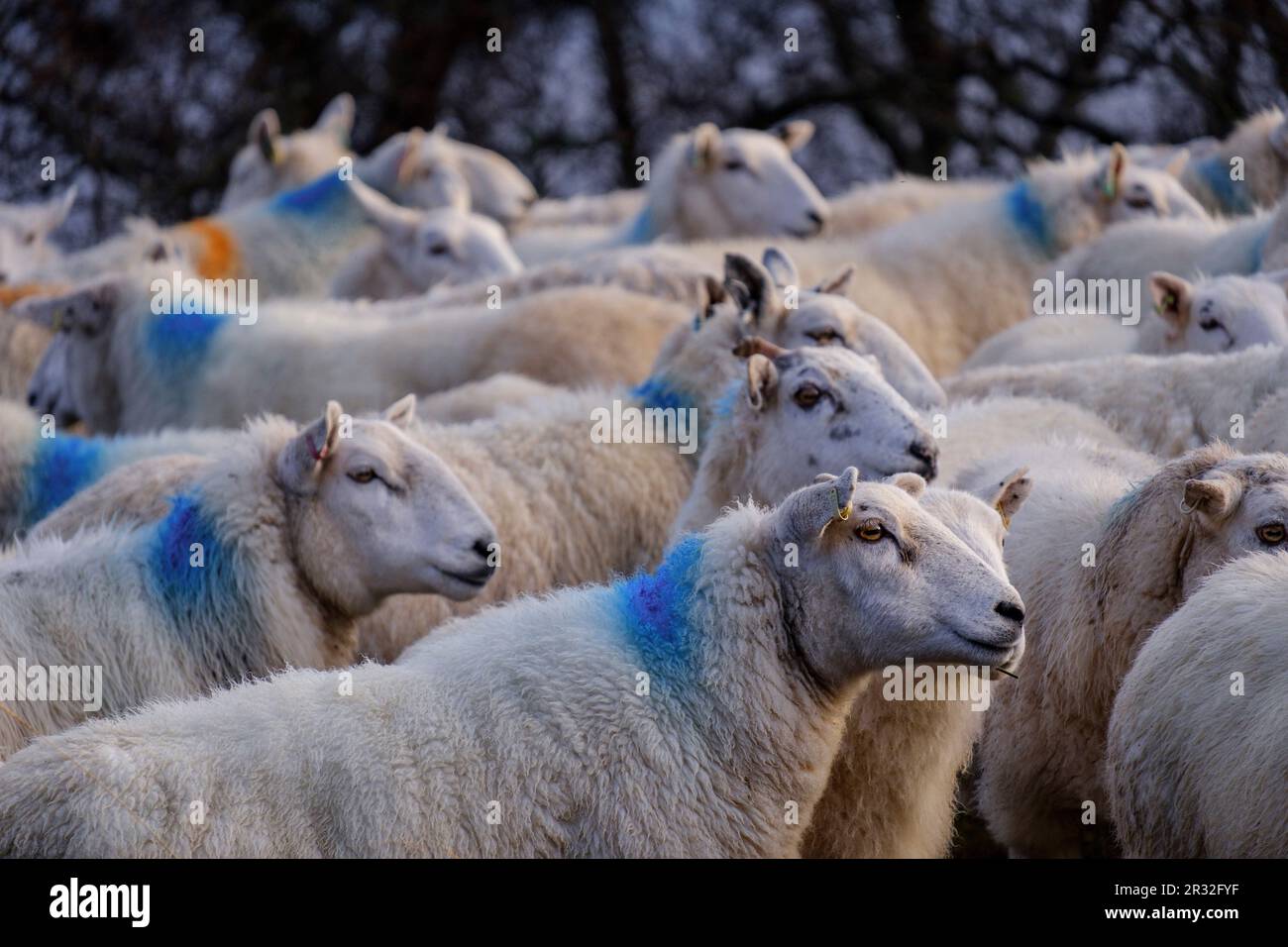 Reino mundial hi-res stock photography and images - Alamy