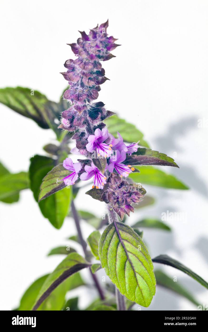 African plants science hi-res stock photography and images - Alamy