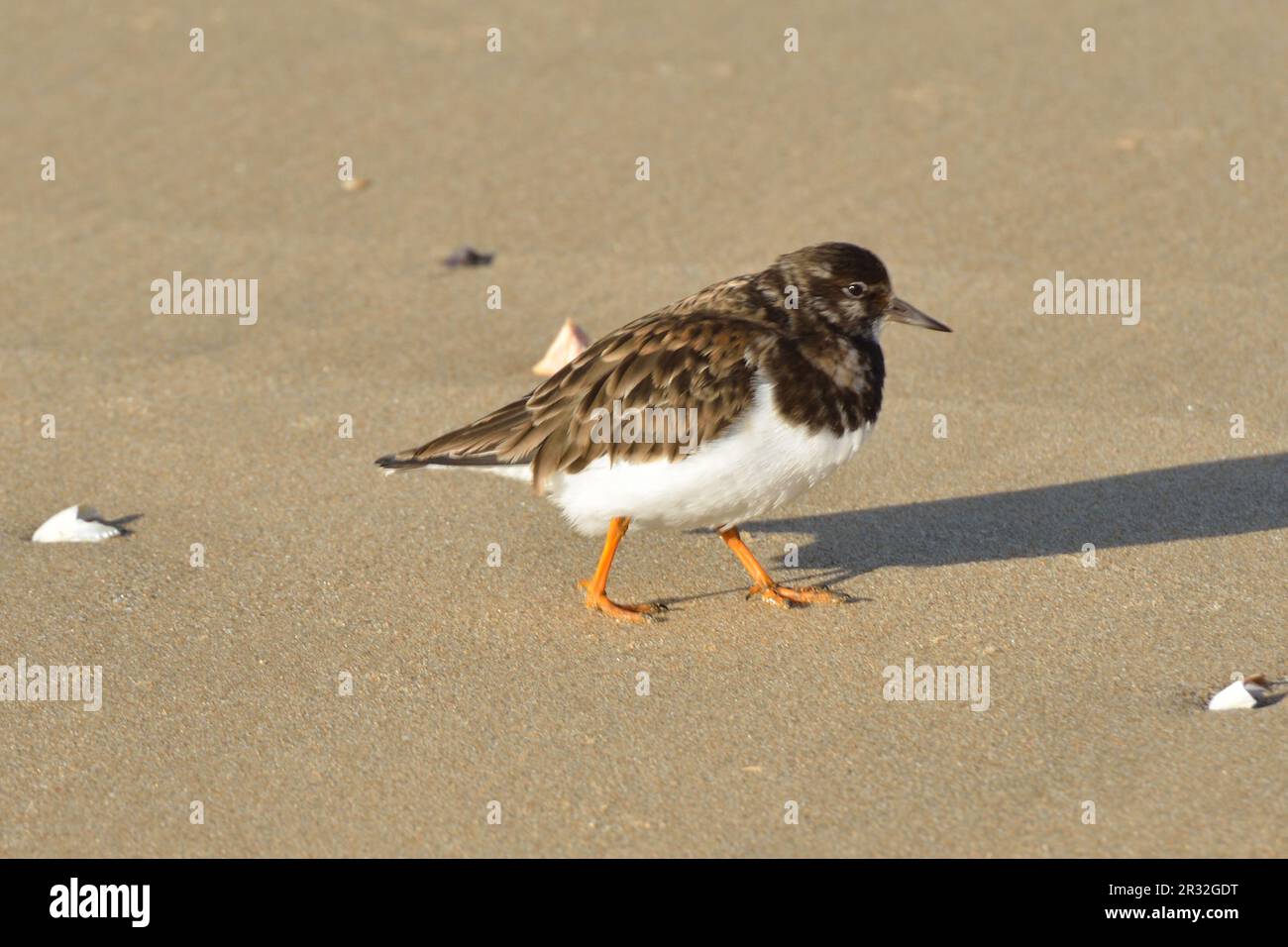 Turnstone on beach hi-res stock photography and images - Alamy