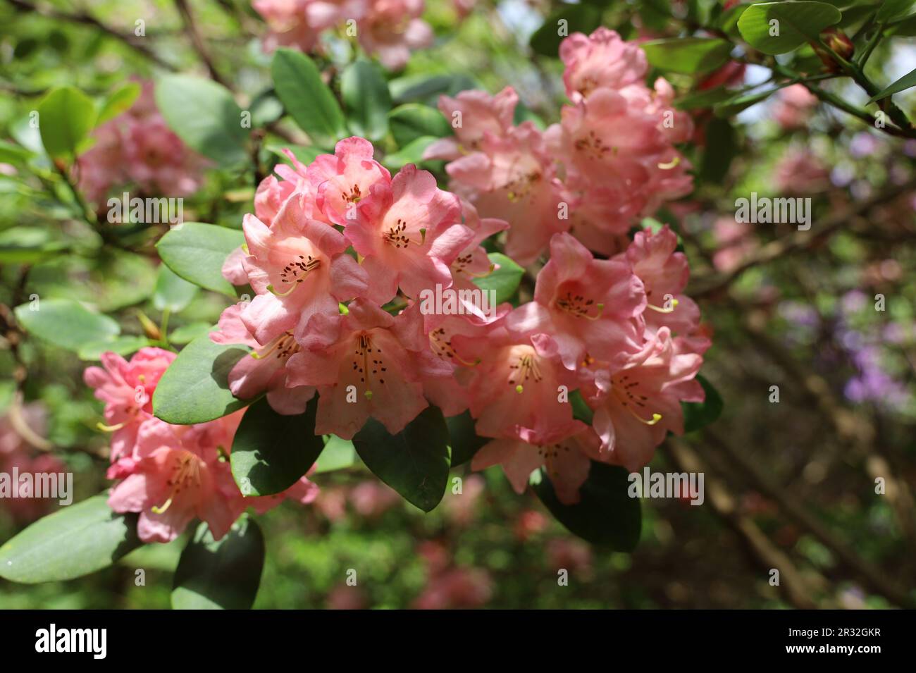 Exbury azaleas hi-res stock photography and images - Alamy