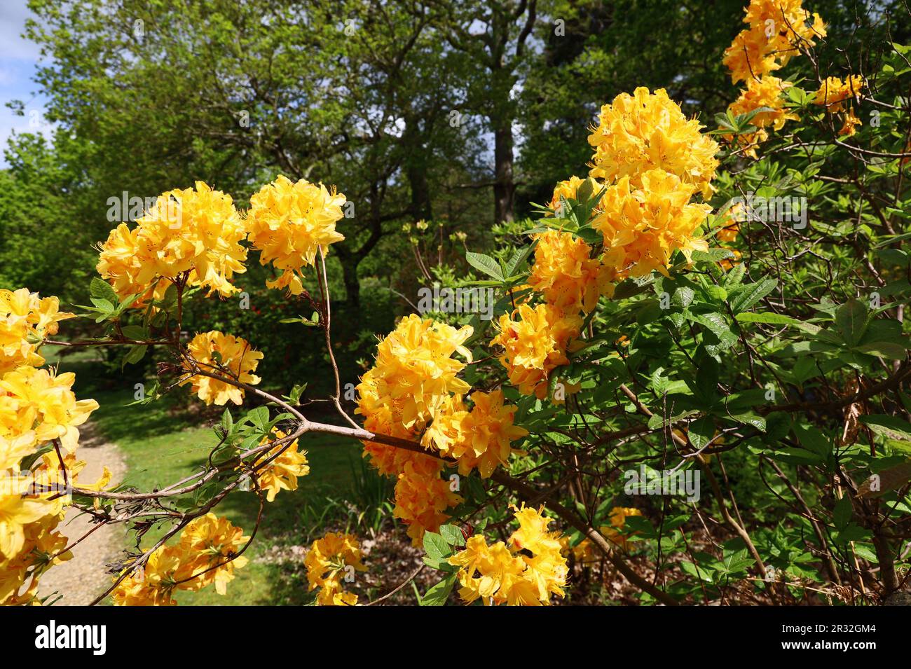 Exbury Gardens spring azaleas full bloom Stock Photo - Alamy