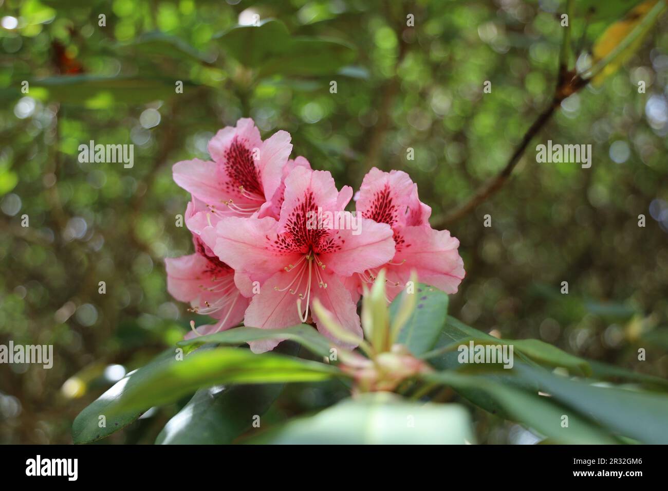 Exbury azaleas hi-res stock photography and images - Alamy
