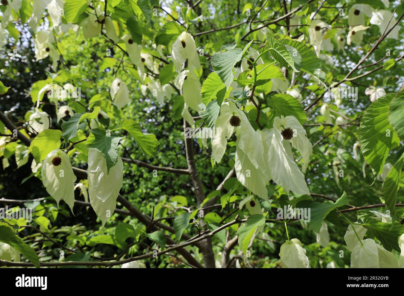 Exbury ghost tree dove tree handkerchief tree Stock Photo - Alamy