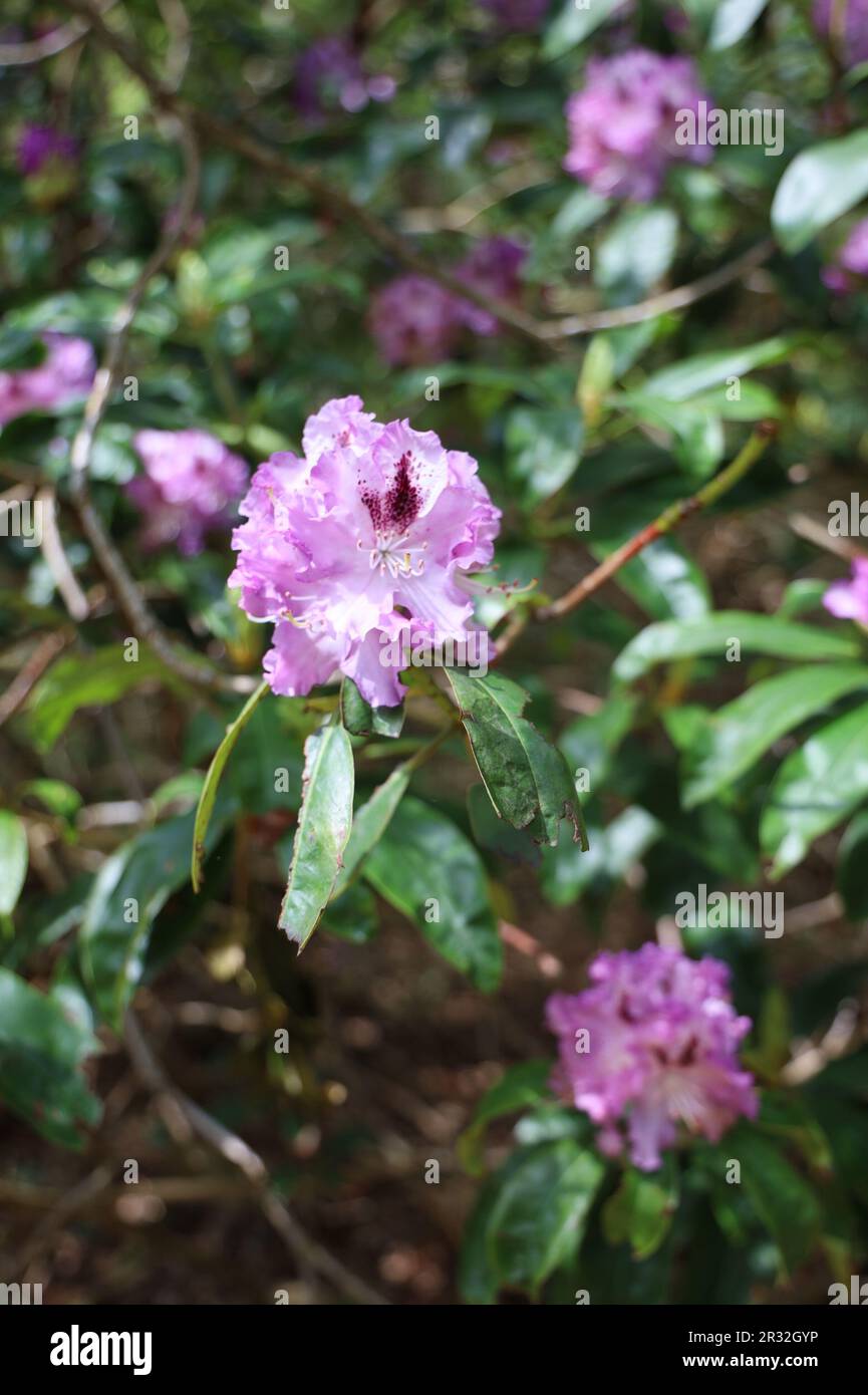 Exbury azaleas hi-res stock photography and images - Alamy