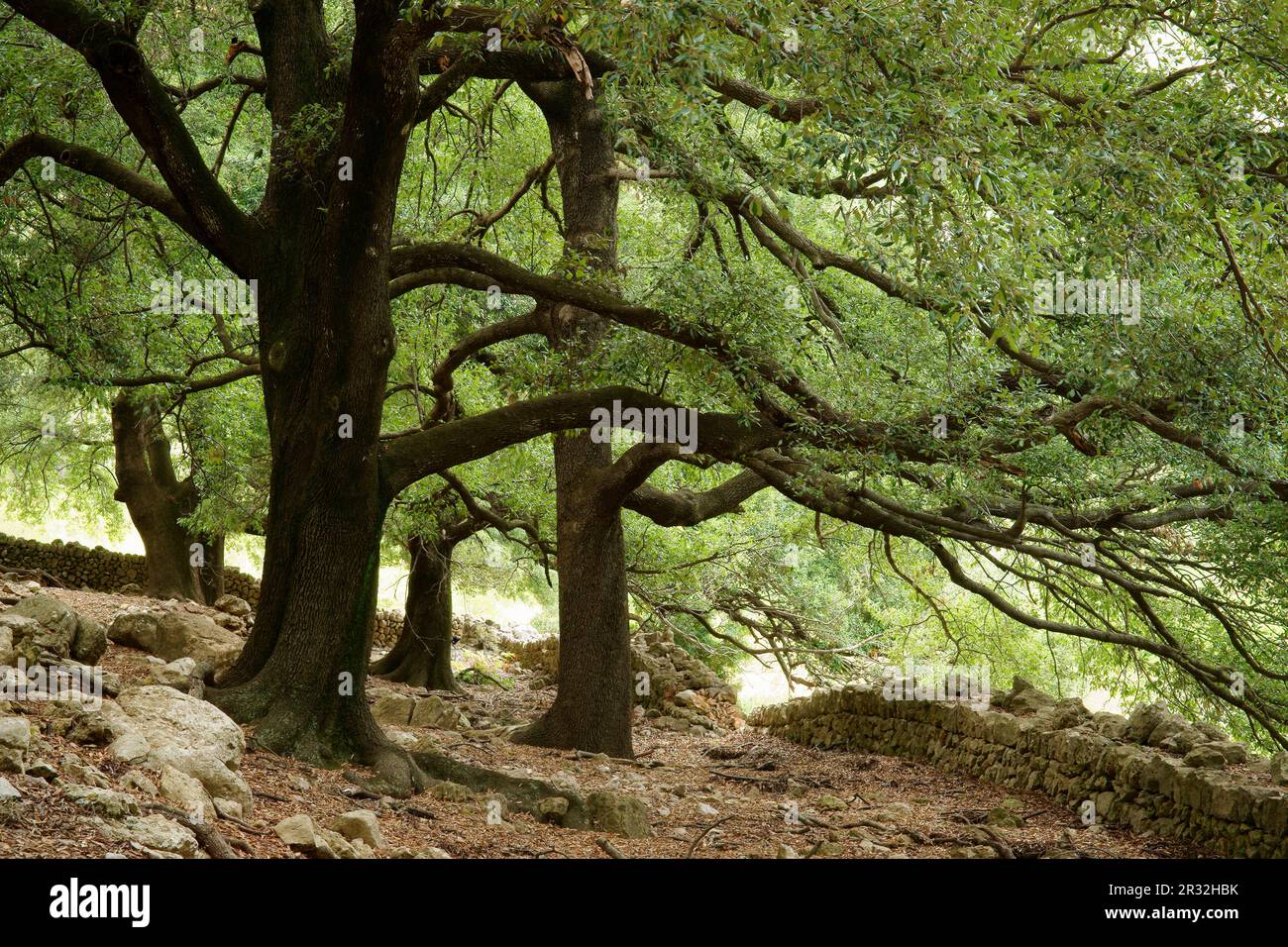 Hojas de encina hi-res stock photography and images - Alamy