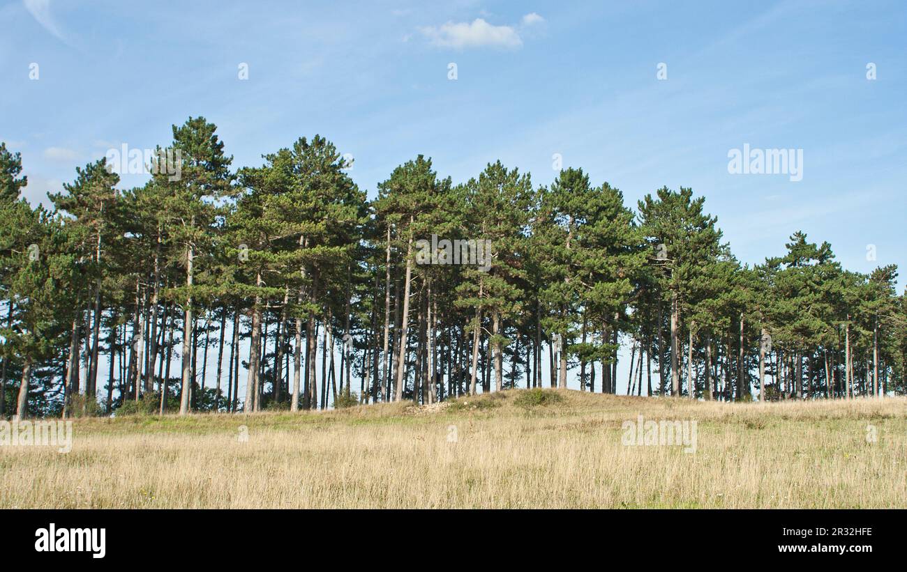 Pinewood trunk hi-res stock photography and images - Alamy
