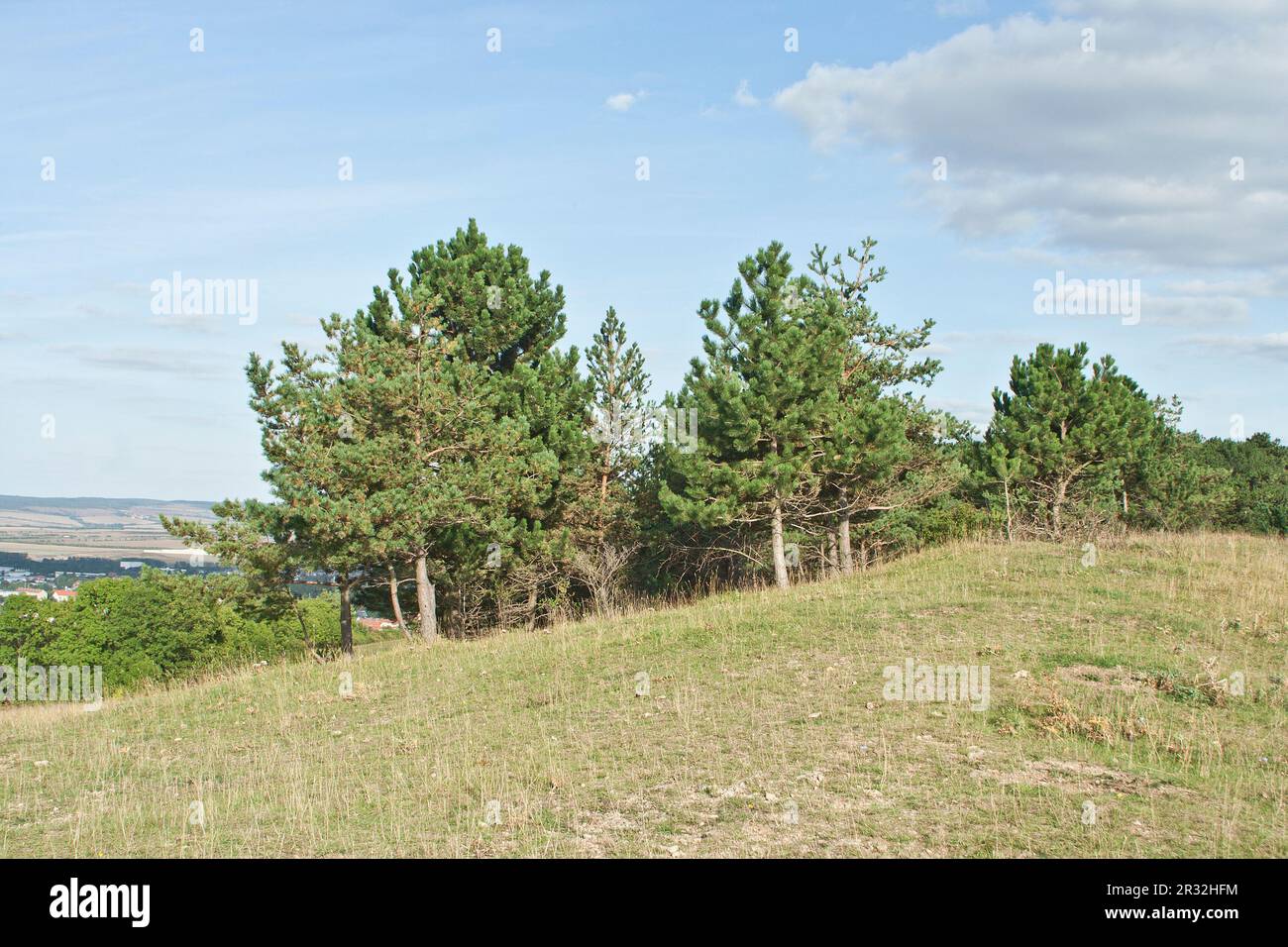 Pinewood trunk hi-res stock photography and images - Alamy
