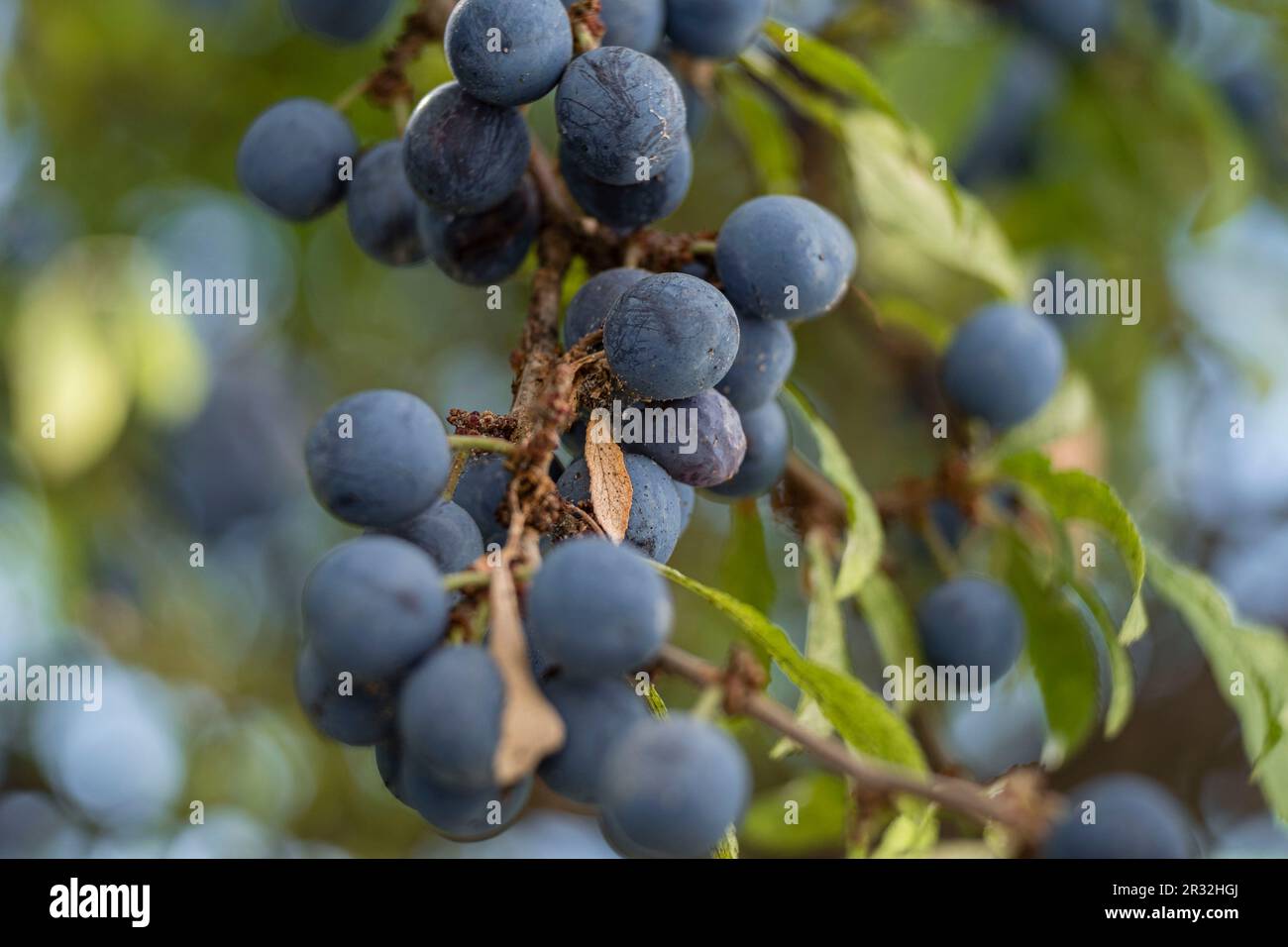 endrino, Prunus spinosa, para fabricacion tradicional de patxaran ...