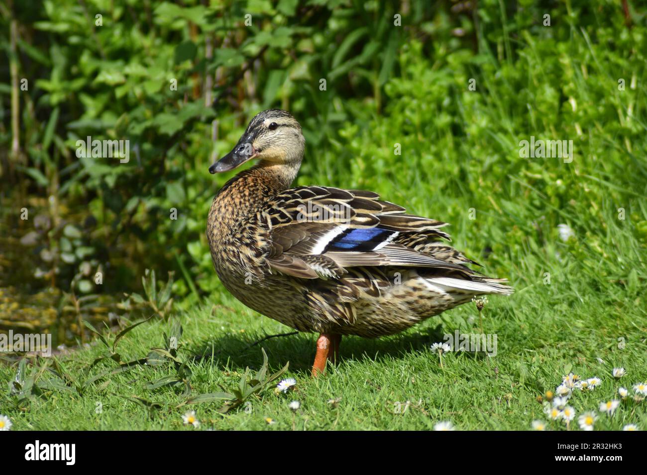 Duck female duck hi-res stock photography and images - Alamy