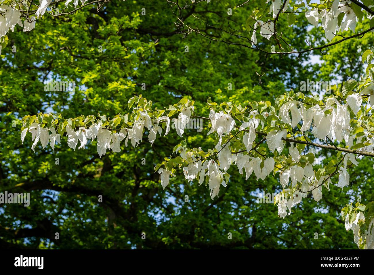 The Handkerchief Tree, Davidia involucrata, is a rare but highly sought ...