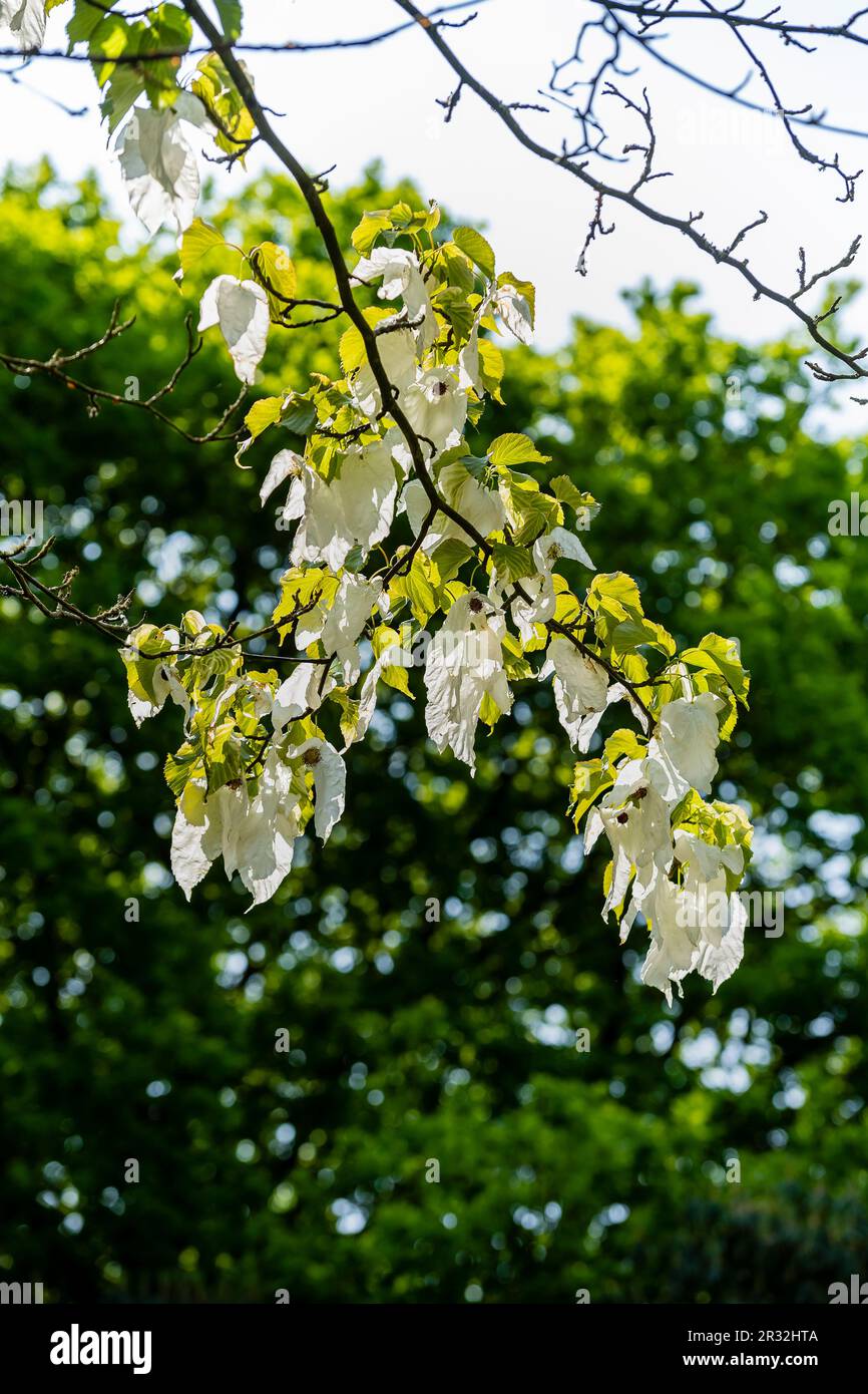 The Handkerchief Tree, Davidia involucrata, is a rare but highly sought ...