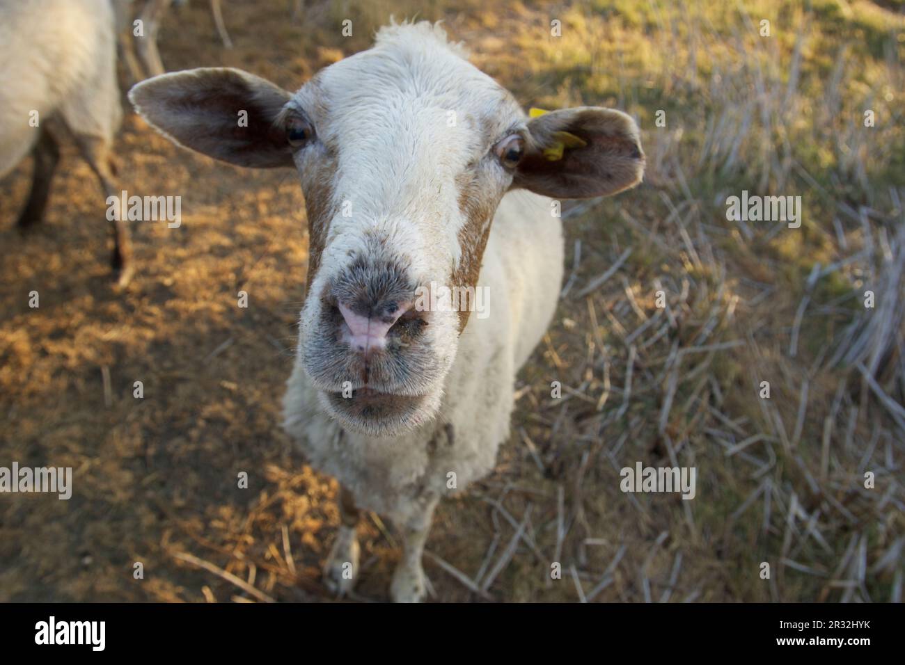 Goat looks in camera Stock Photo - Alamy
