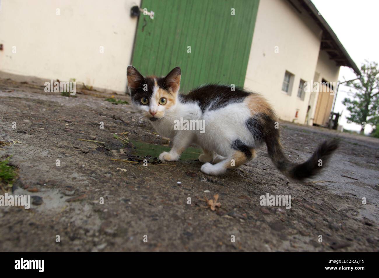 Cat water fear hi-res stock photography and images - Alamy