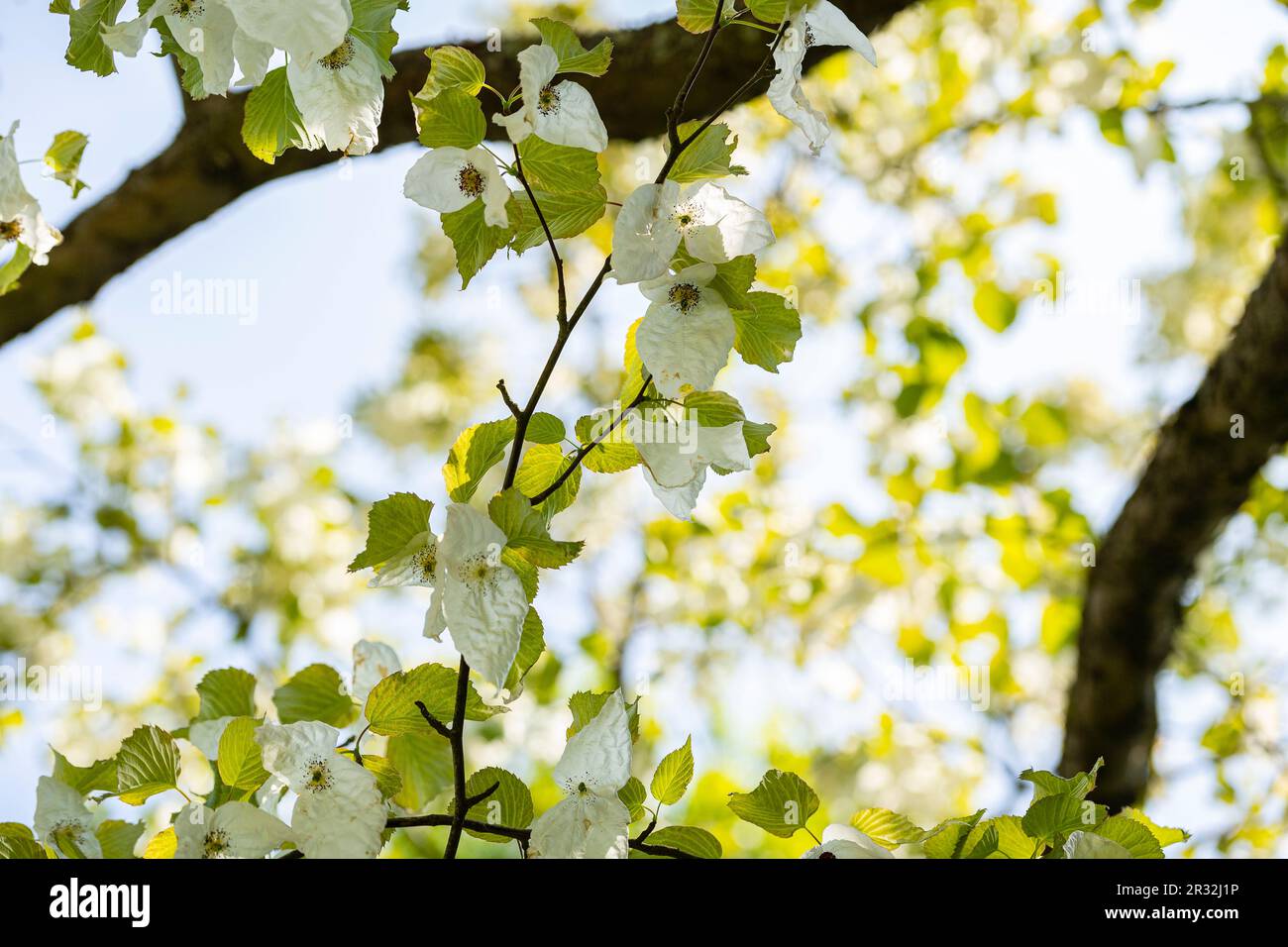 The Handkerchief Tree, Davidia involucrata, is a rare but highly sought ...