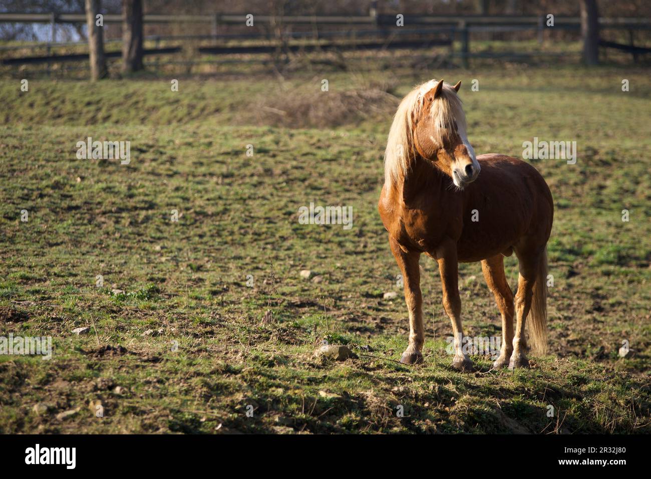 Horse stand hi-res stock photography and images - Alamy