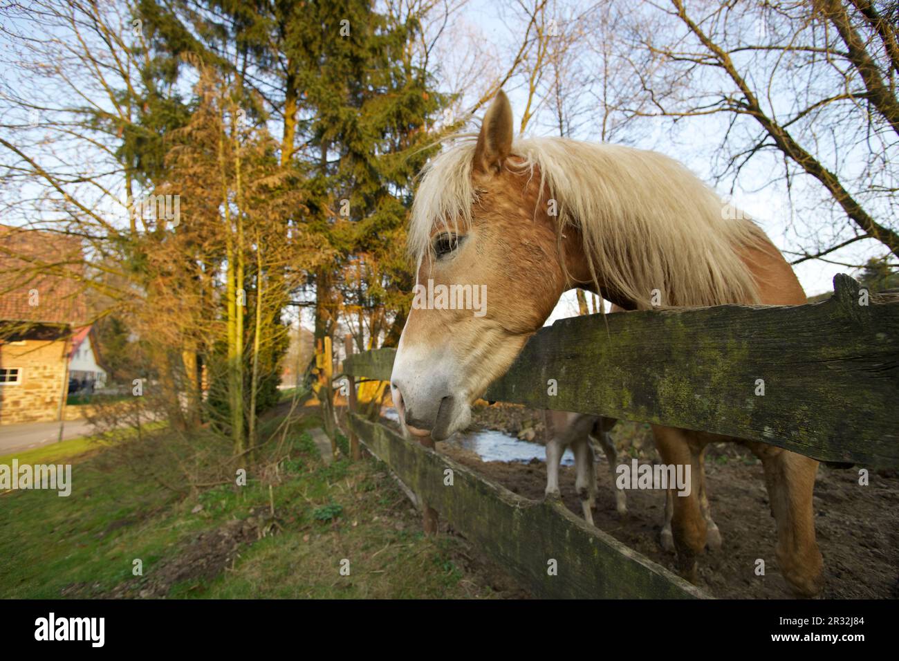 Horse breeding fence hi-res stock photography and images - Alamy