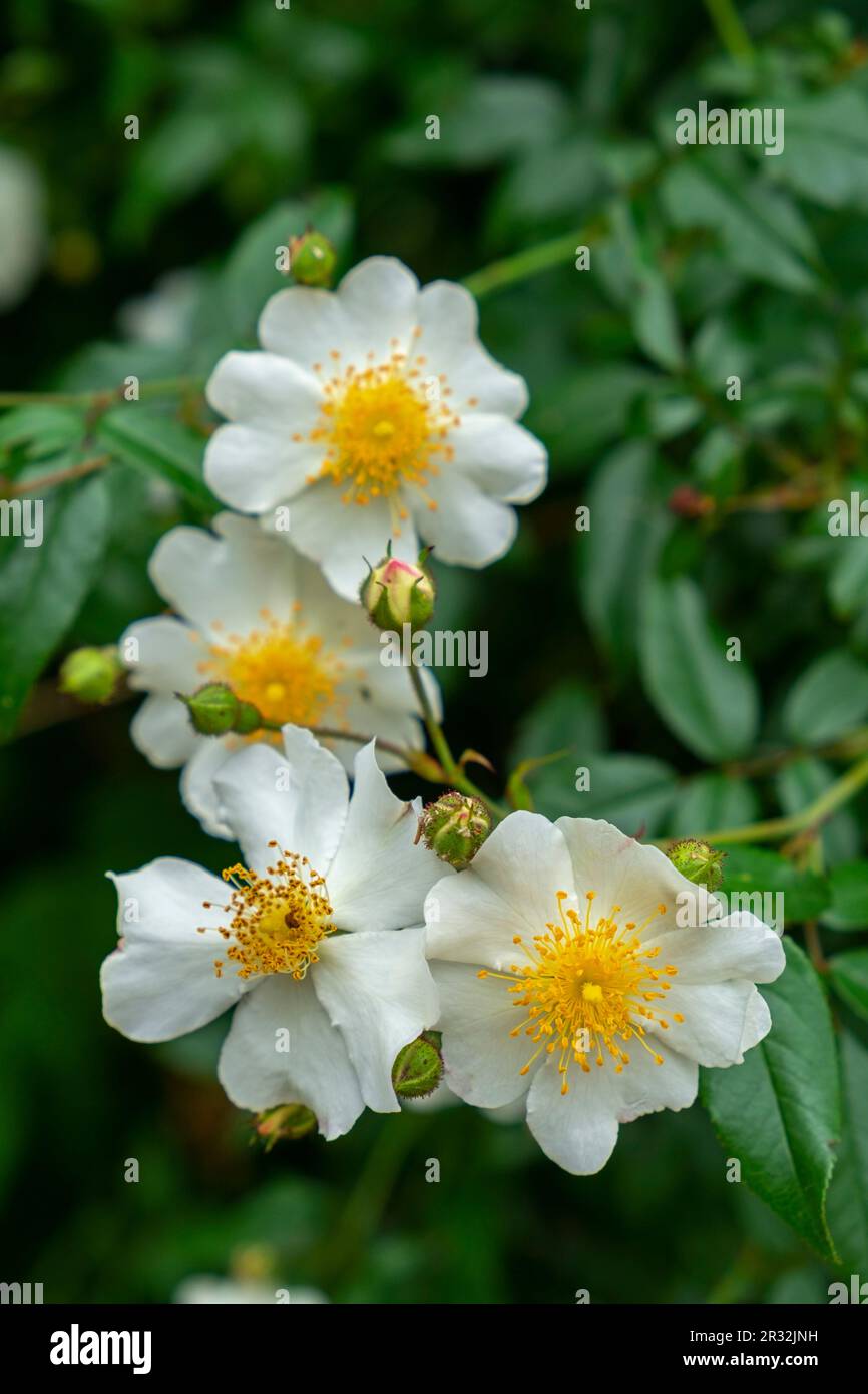 Rosa sempervirens, Son Ferrà, Esporles, Paraje natural de la Serra de ...