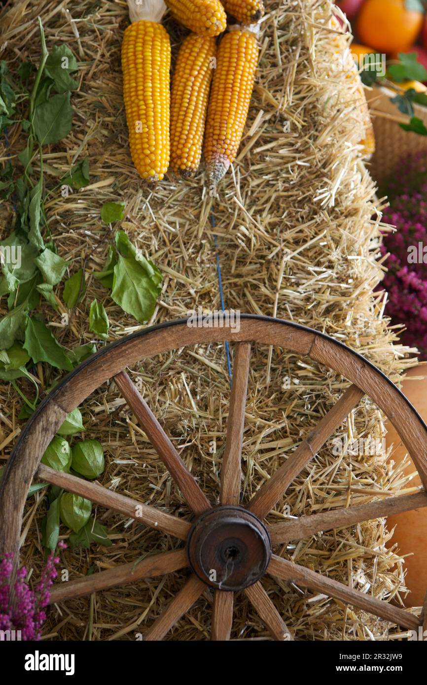 Corn and hay Stock Photo - Alamy