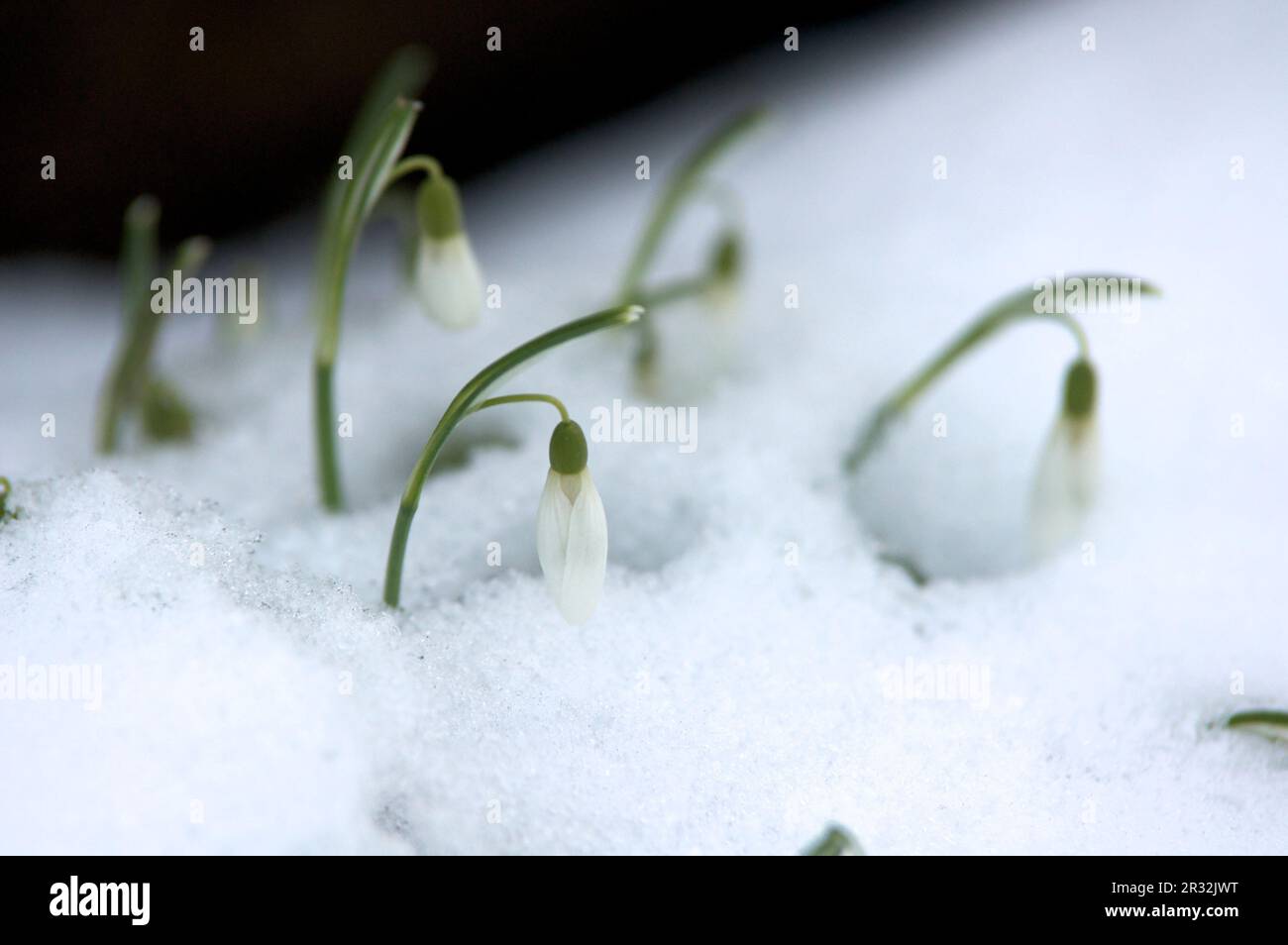 Hope spring flower hi-res stock photography and images - Alamy