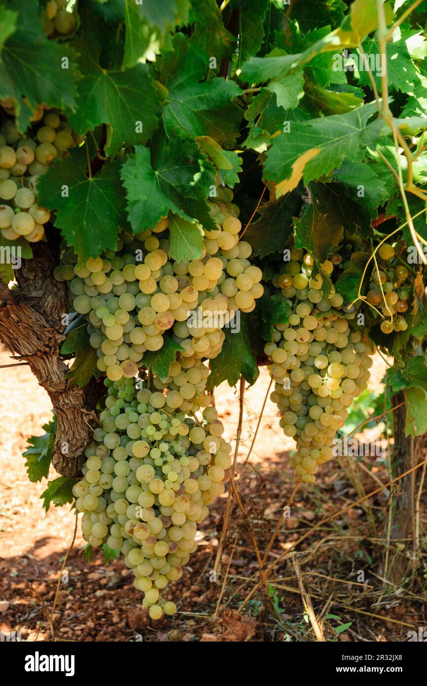 Cultivo vegetal tradicional hi-res stock photography and images - Alamy