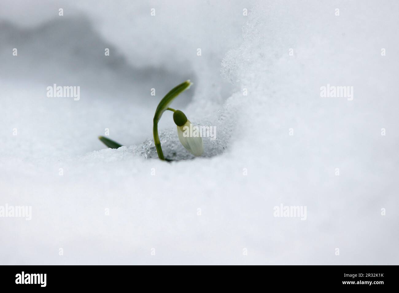 Spring little bell hi-res stock photography and images - Alamy