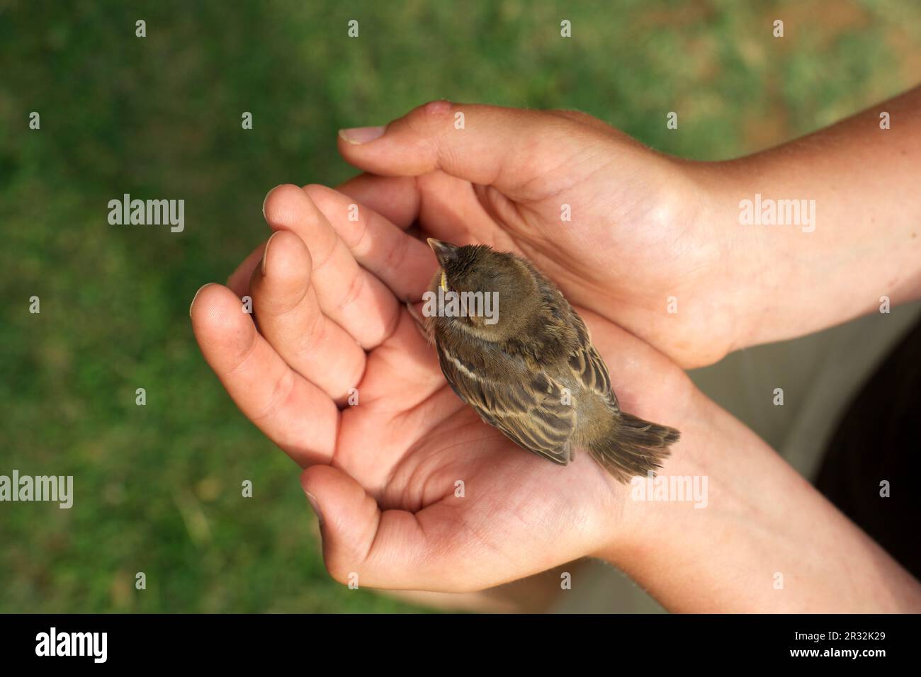 Bird on hand Stock Photo - Alamy