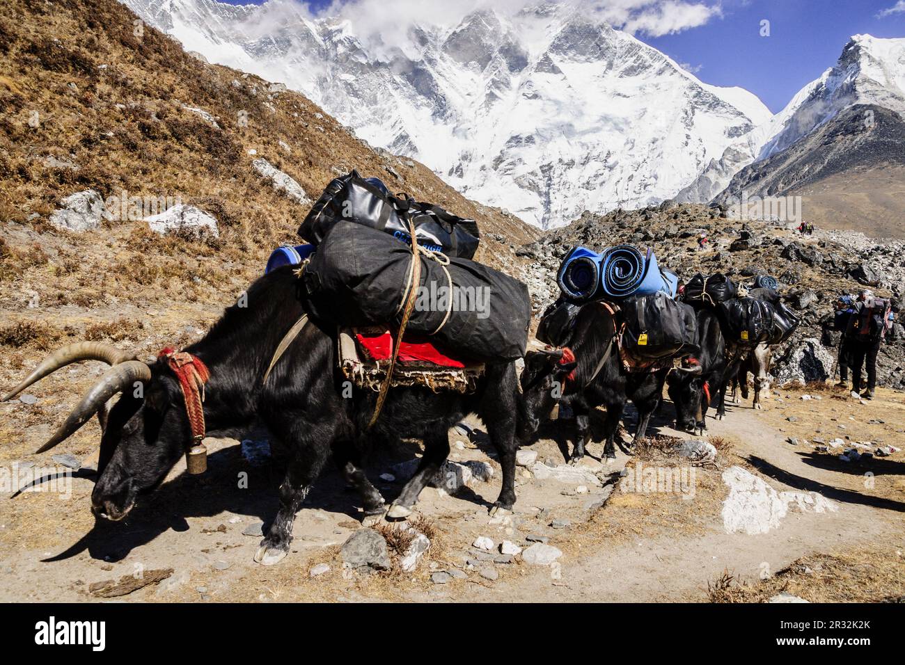 Parque nacional glaciar montana hi-res stock photography and images - Alamy