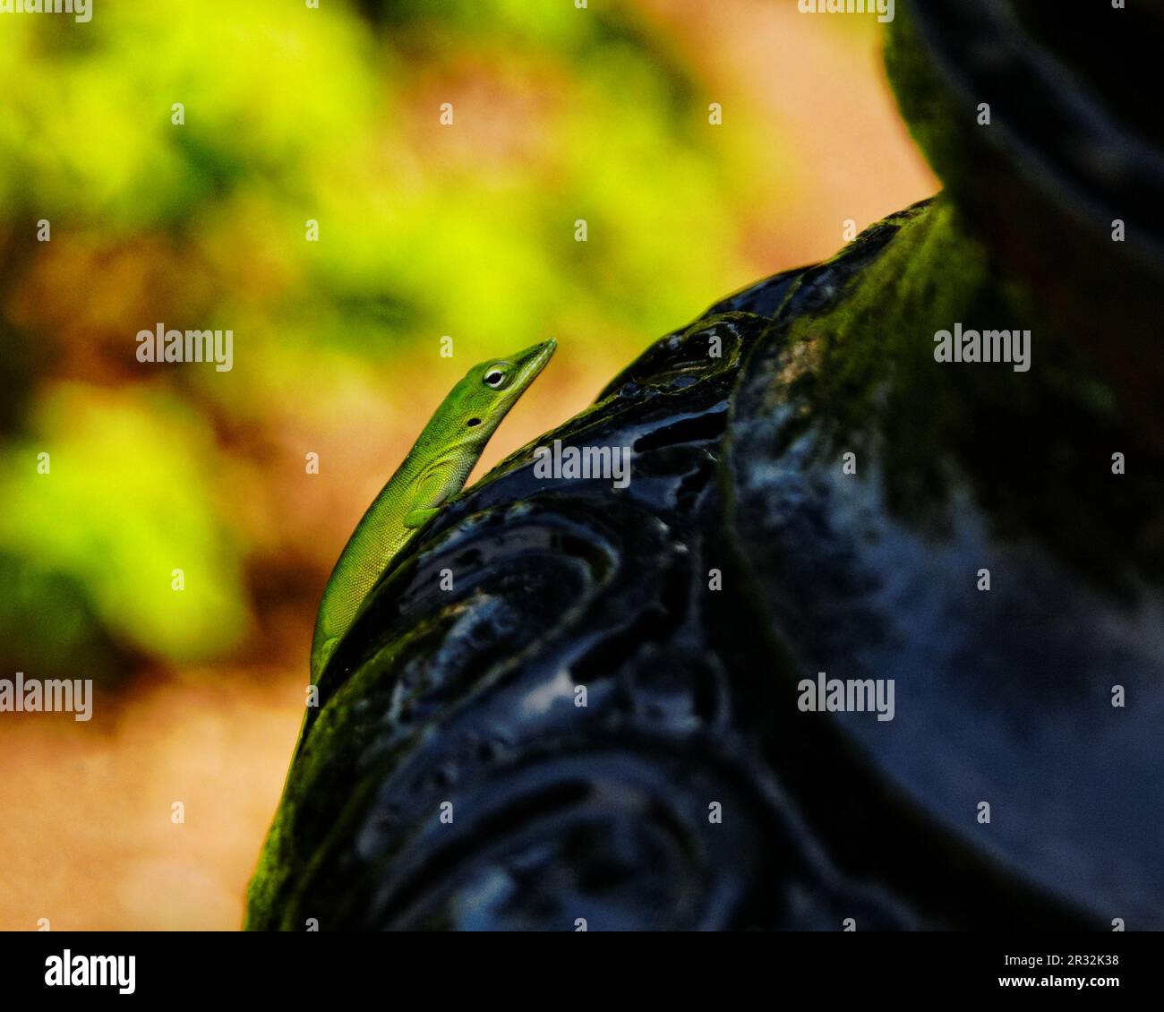 Havana zoological garden hi-res stock photography and images - Alamy