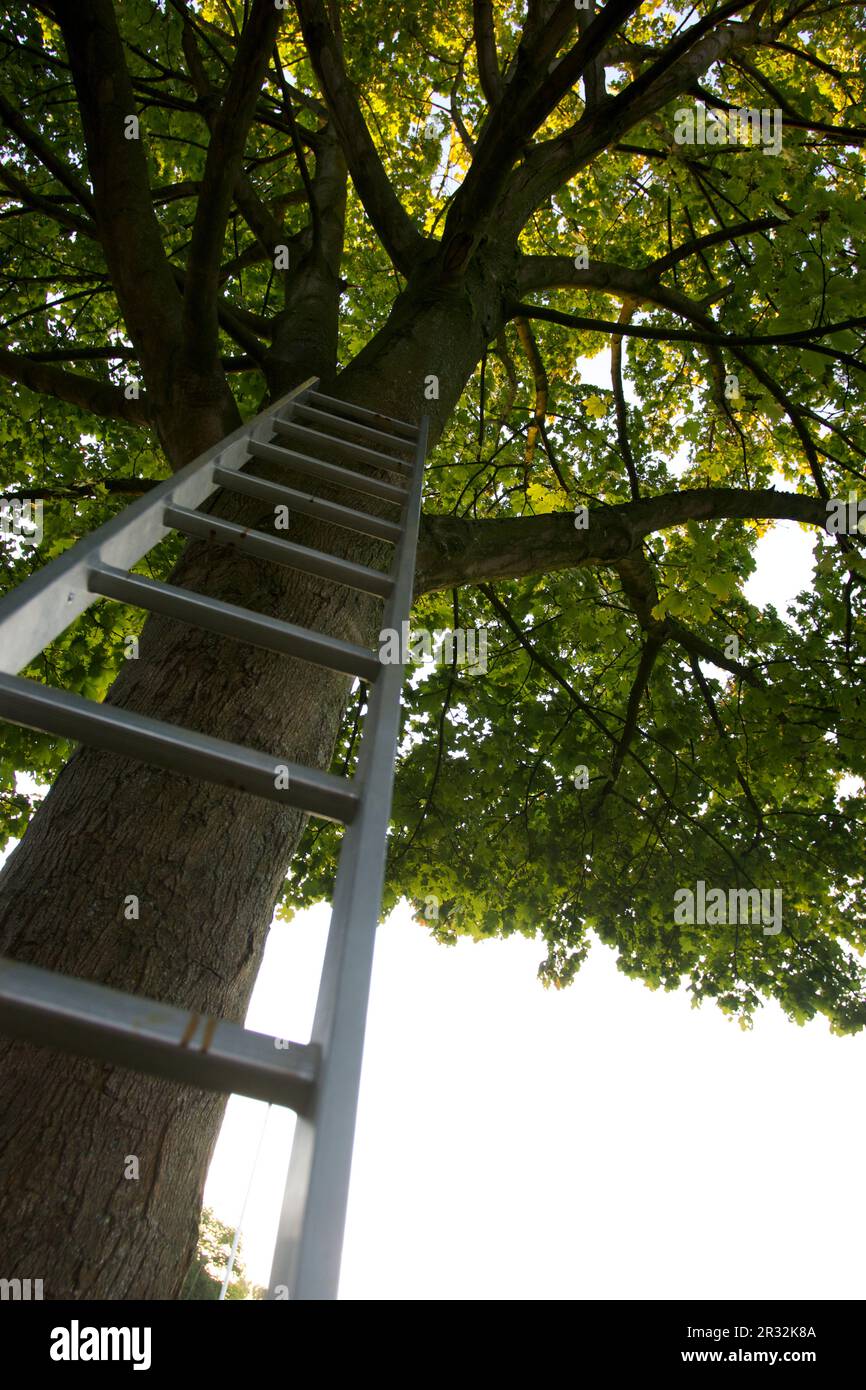 Top rung of ladder hi-res stock photography and images - Alamy