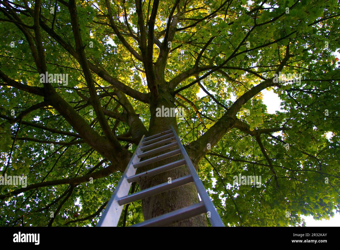 Ladder with tree Stock Photo - Alamy